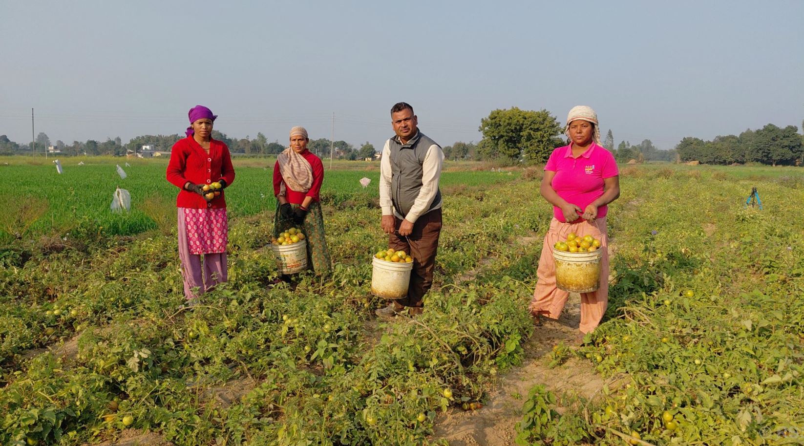Birendra’s tomato business has become an alternative to foreign ...